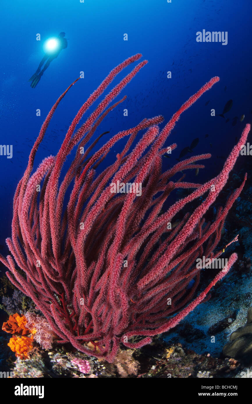 Whip corals ellisella sp hi-res stock photography and images - Alamy