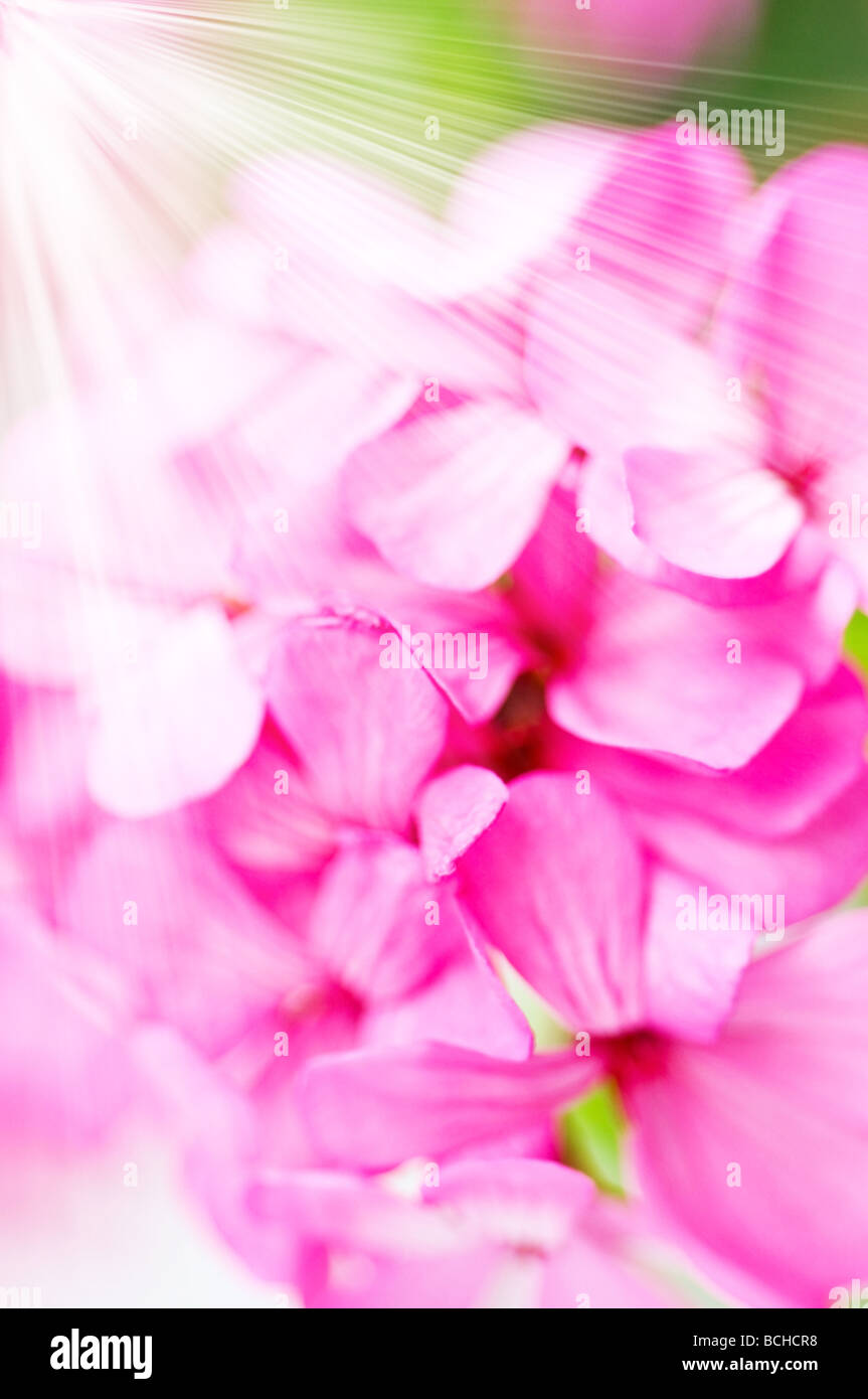 rose small flowers Stock Photo - Alamy