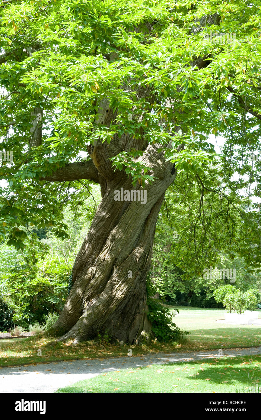 Spanish chestnut tree hi-res stock photography and images - Alamy