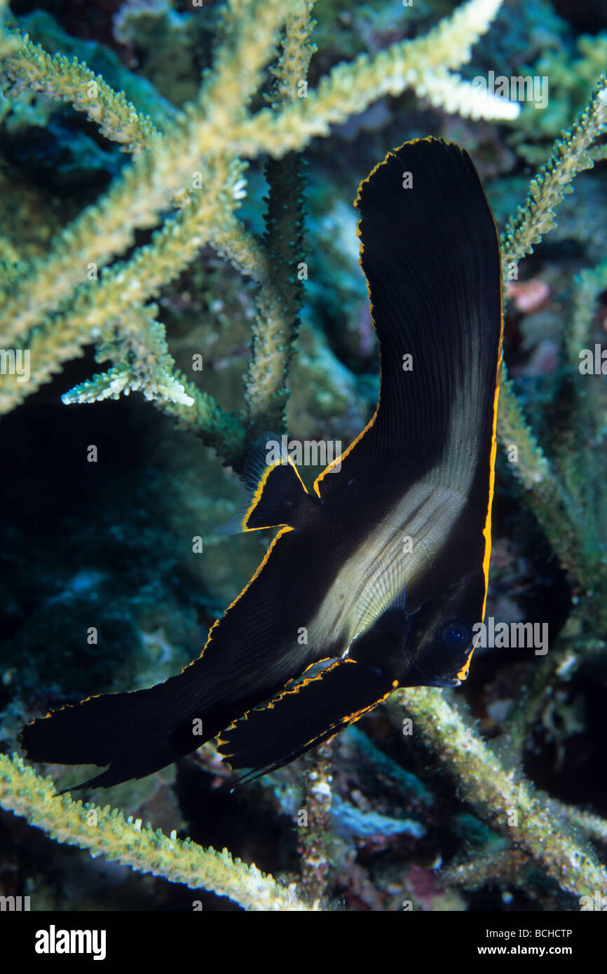 Juvenile Batfish