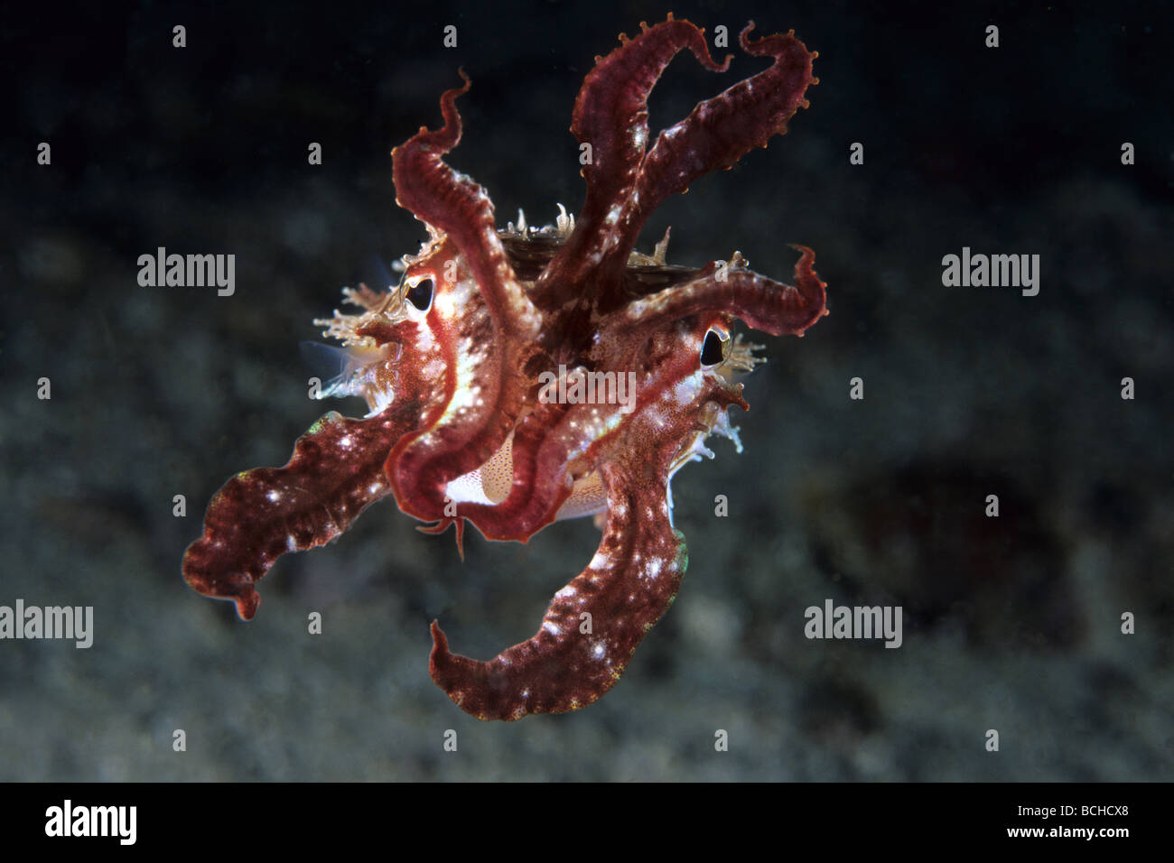 Cuttlefish with Defense Behavior Sepia sp Komodo National Park Lesser ...