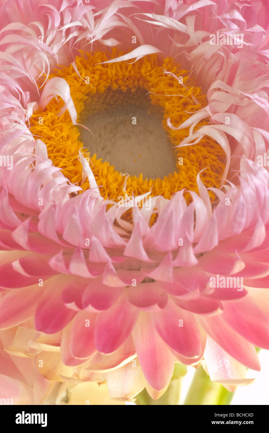 Vertical closeup of pink strawflower Stock Photo - Alamy