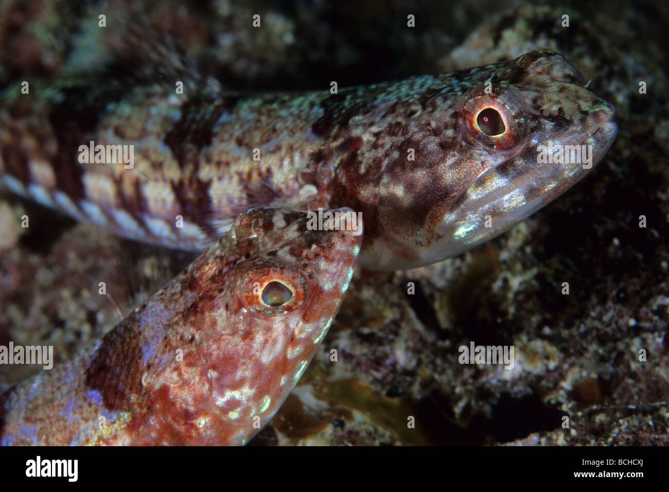 Couple of Lizard Fish Synodus variegatus Komodo National Park Lesser ...