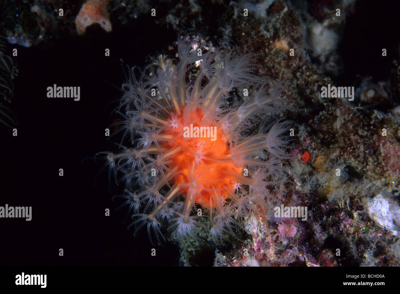 Soft coral paraminabea aldersladei hi-res stock photography and images ...