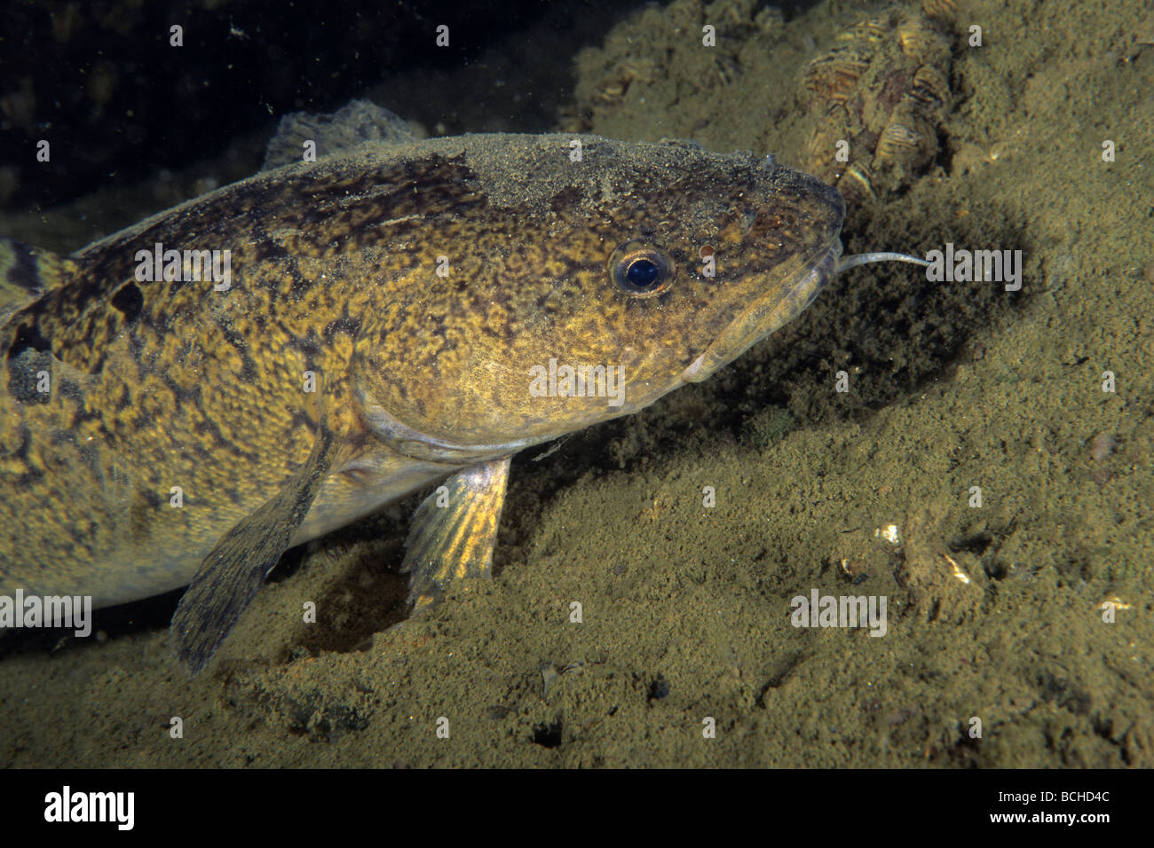 Eelpout fish hi-res stock photography and images - Alamy