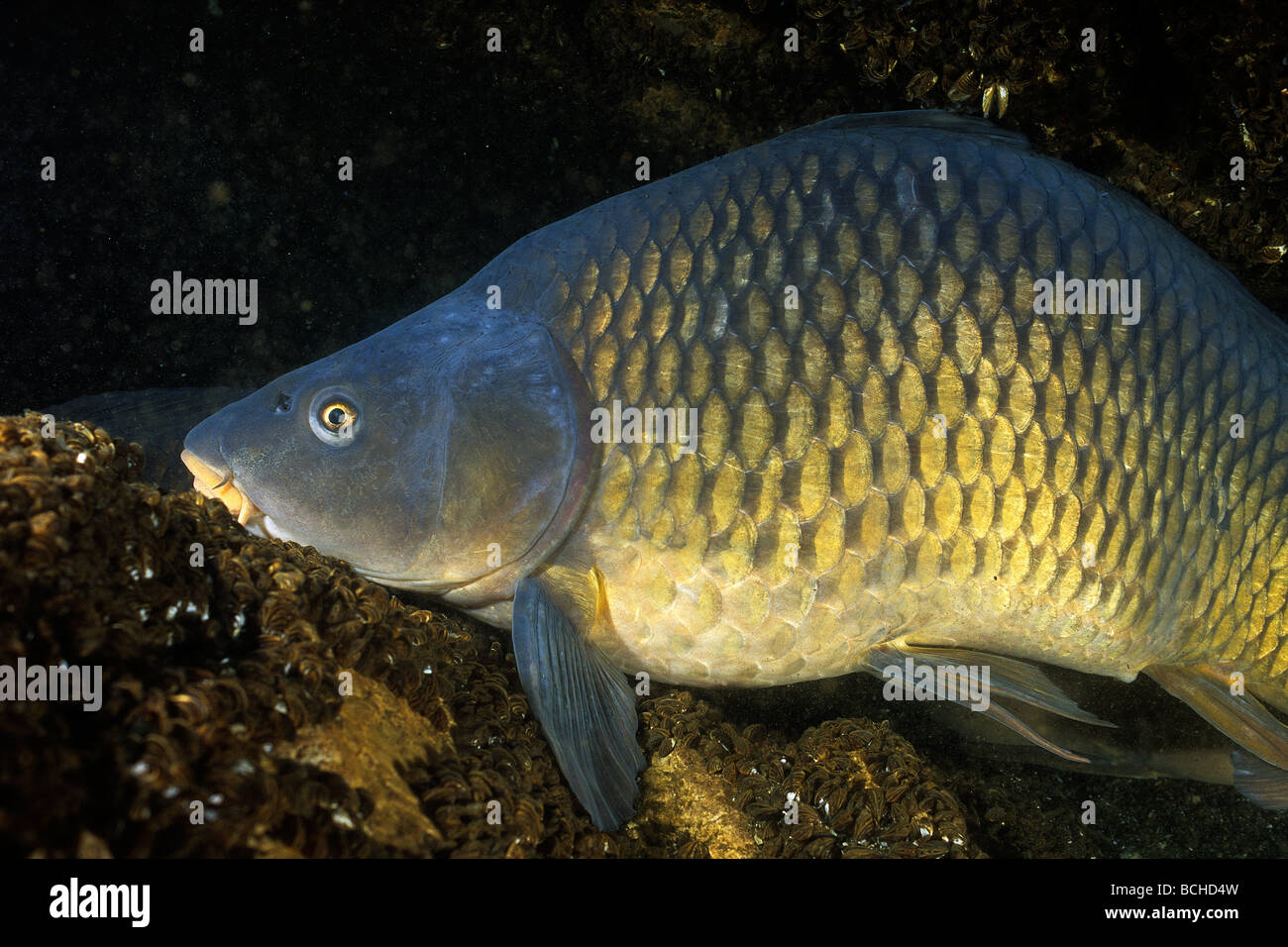 Common carp hi-res stock photography and images - Alamy