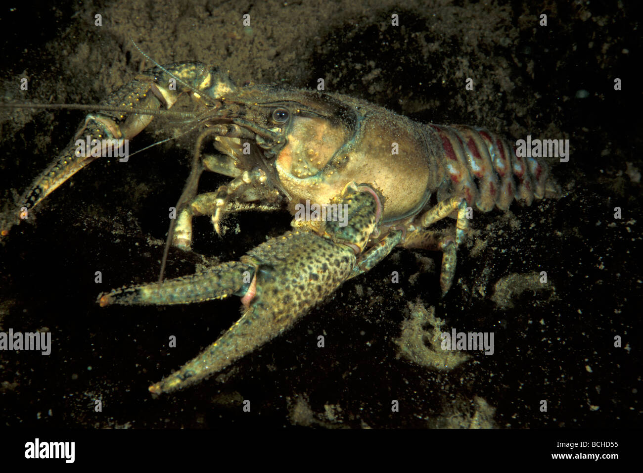 Noble crayfish hi-res stock photography and images - Alamy