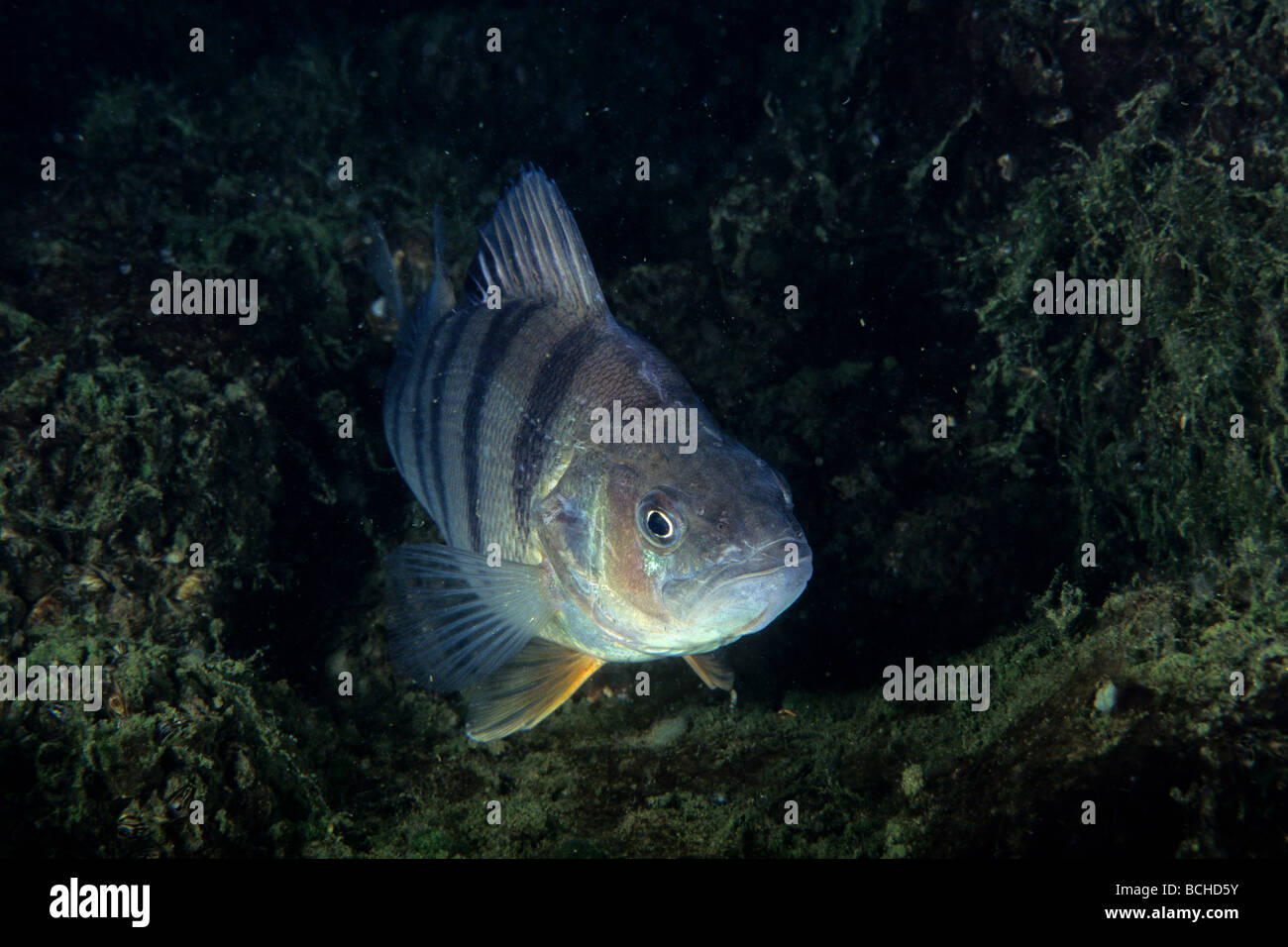 Perch in Lake Lugano Perca fluviatilis Lake Lugano Ticino Switzerland ...
