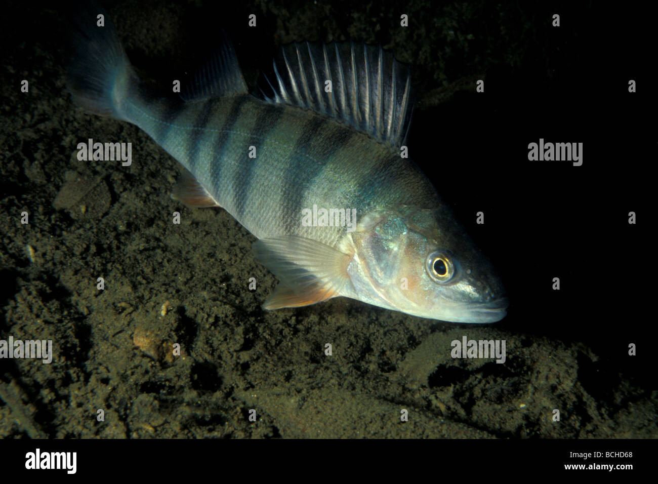 Perch in Lake Lugano Perca fluviatilis Lake Lugano Ticino Switzerland ...