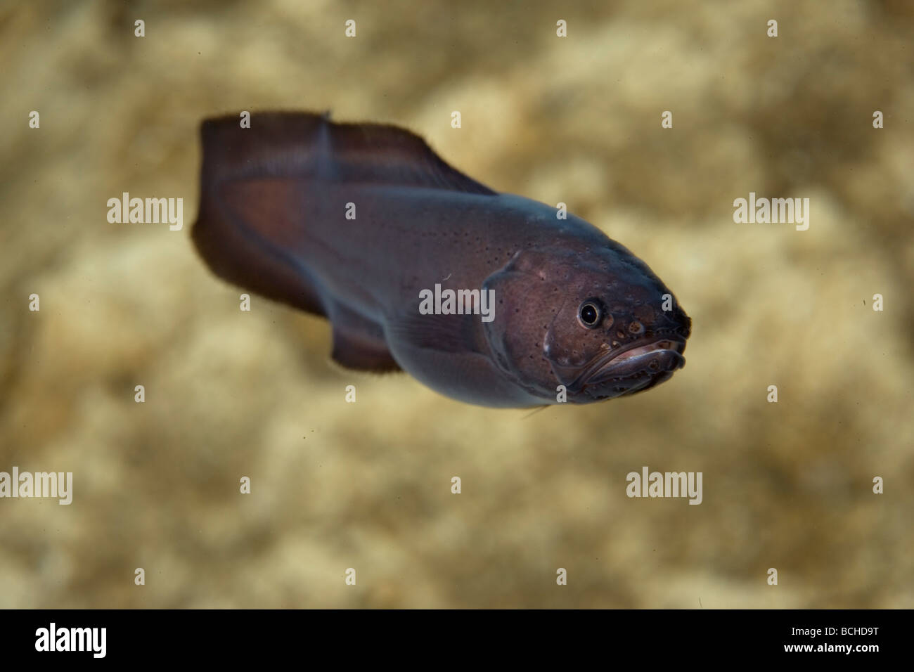 Black Brotula High Resolution Stock Photography and Images - Alamy