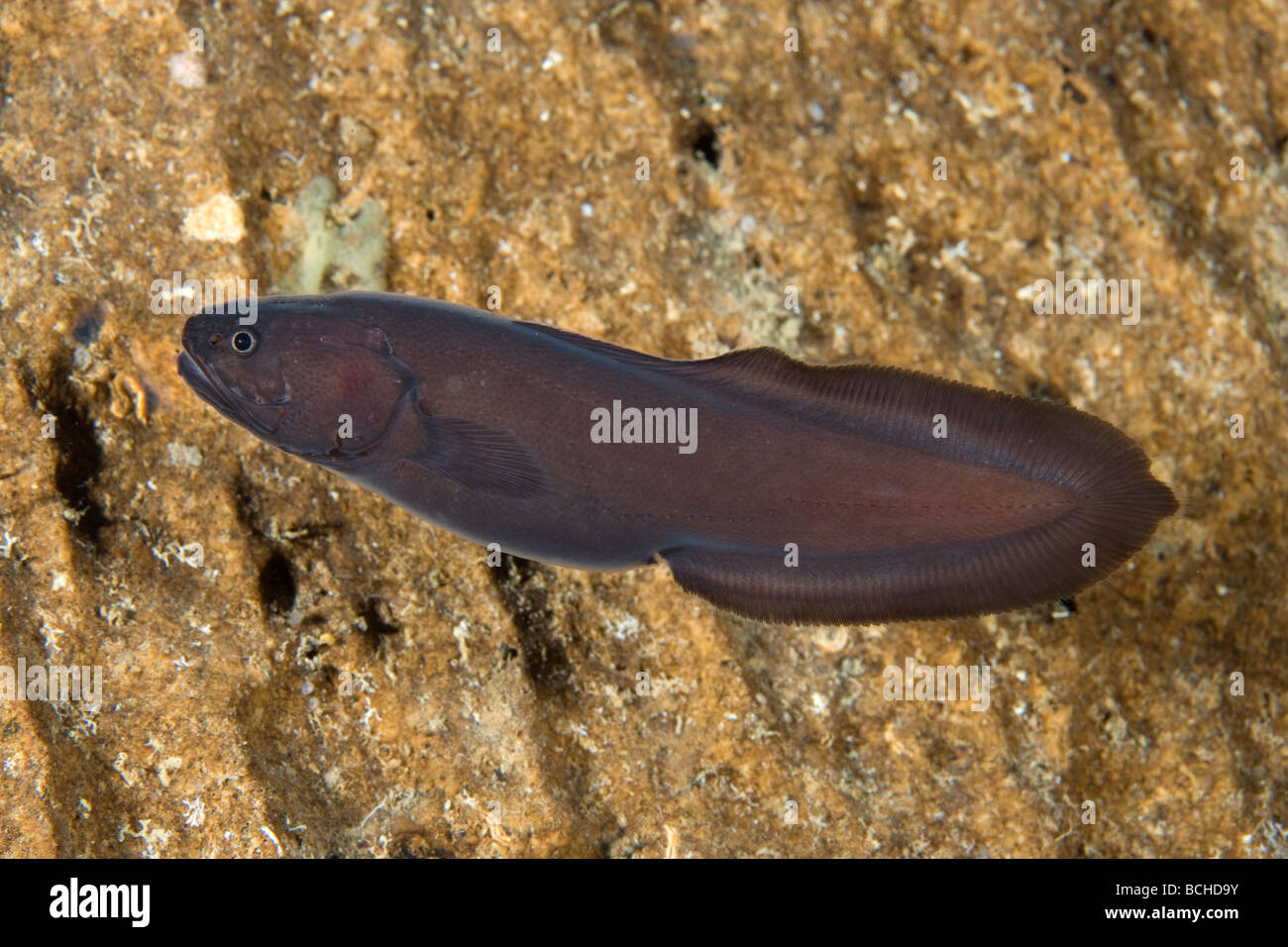 Black brotula hi-res stock photography and images - Alamy