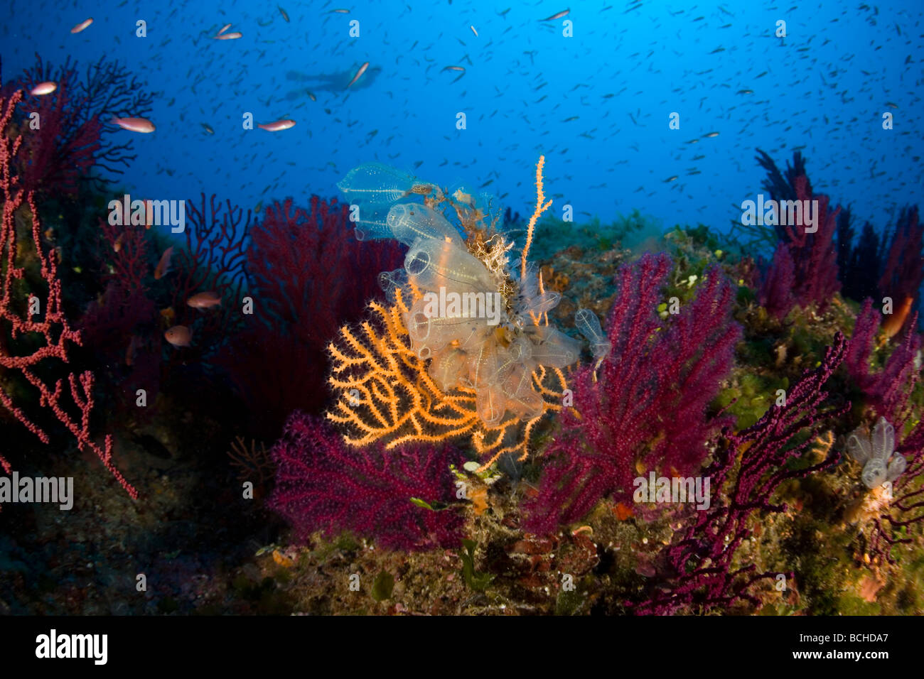 Reef with Gorgonians and Mediterranean Fairy Basslet Paramuricea ...