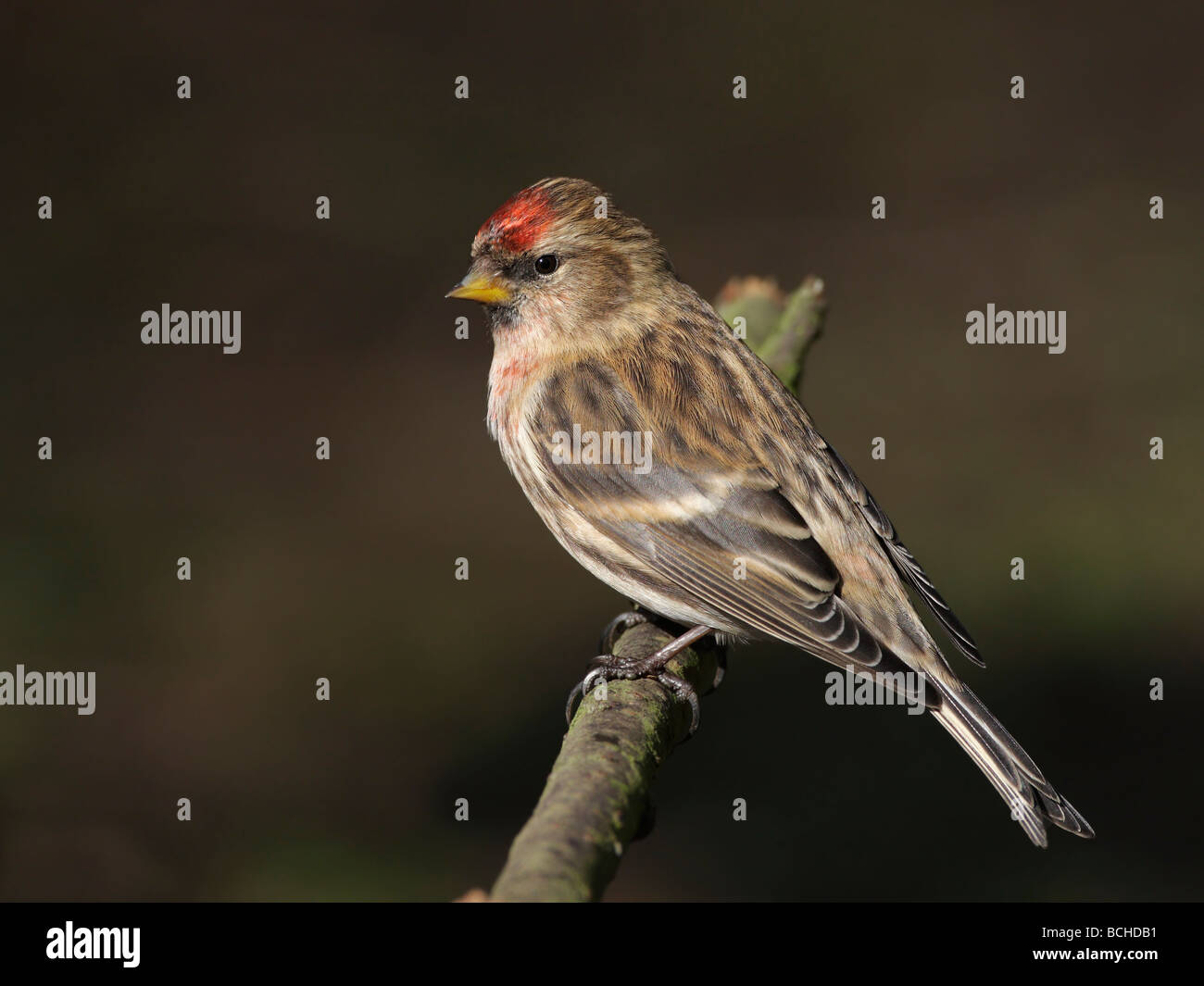 Close up male lesser redpoll hi-res stock photography and images - Alamy