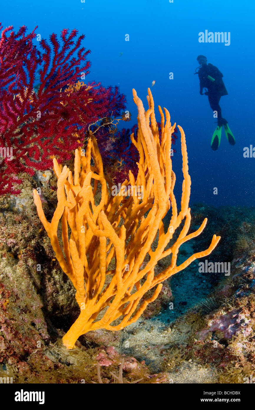 Axinella hi-res stock photography and images - Alamy