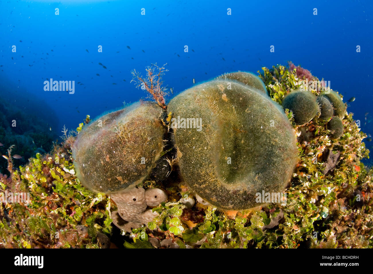 Algas codium hi-res stock photography and images - Alamy