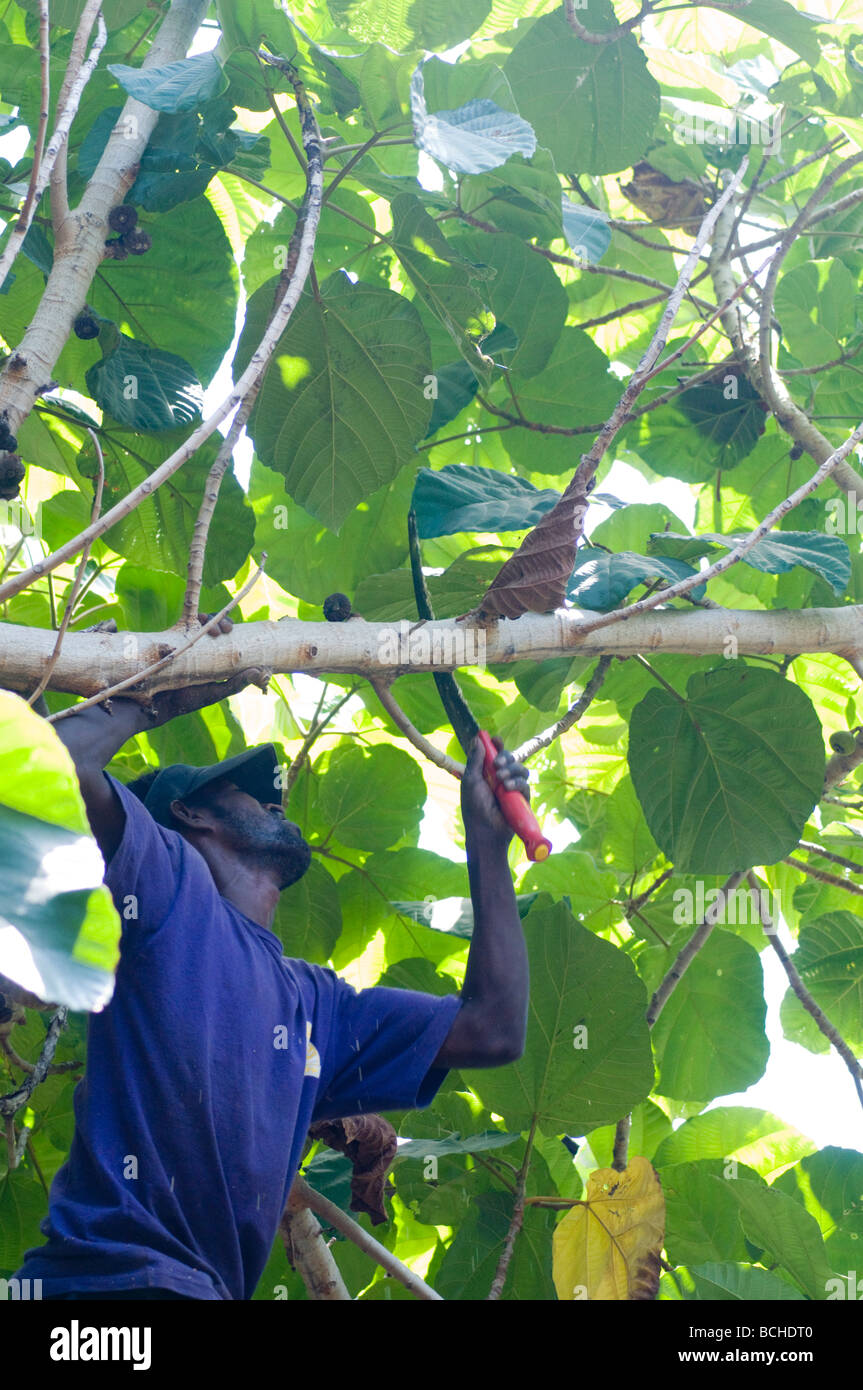 Man on a tree thinning out the Ficus tree by cutting down branches ...