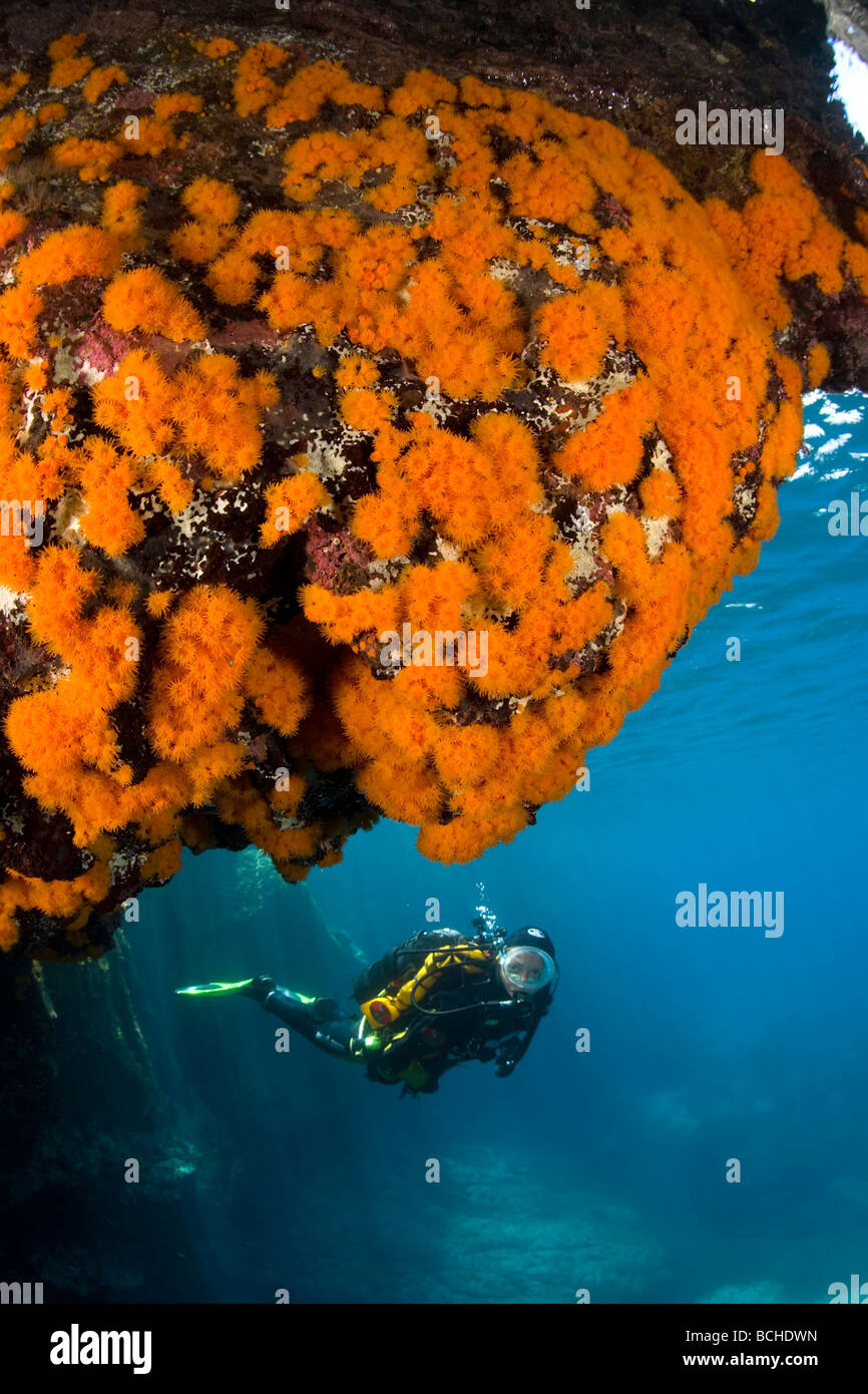 Stoney corals hi-res stock photography and images - Alamy