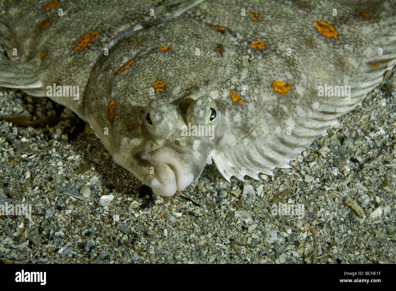 European plaice fish pleuronectes platessa hi-res stock photography and ...