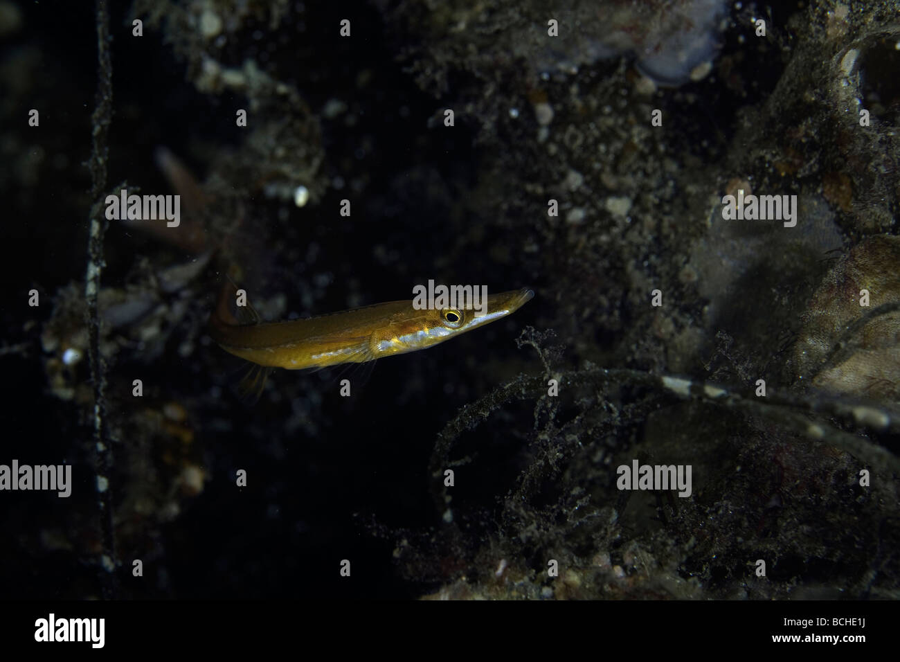 Sea Stickleback Spinachia spinachia Stromsholmen Atlantic Ocean Norway ...