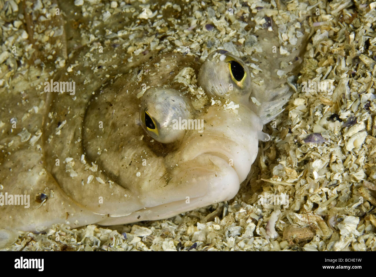 Right eyed hi-res stock photography and images - Alamy