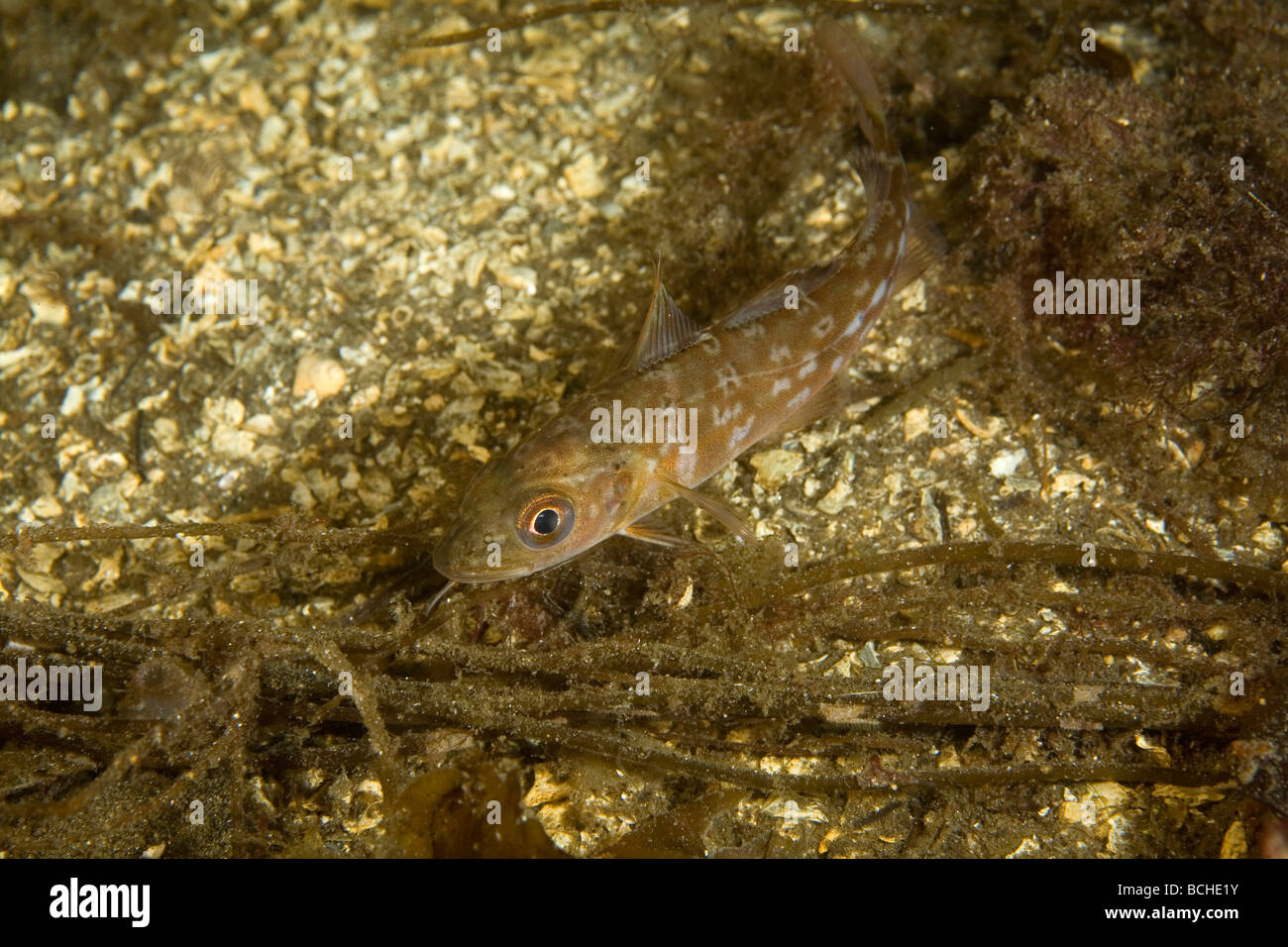 Cod Gadus morhua Stromsholmen Atlantic Ocean Norway Stock Photo - Alamy