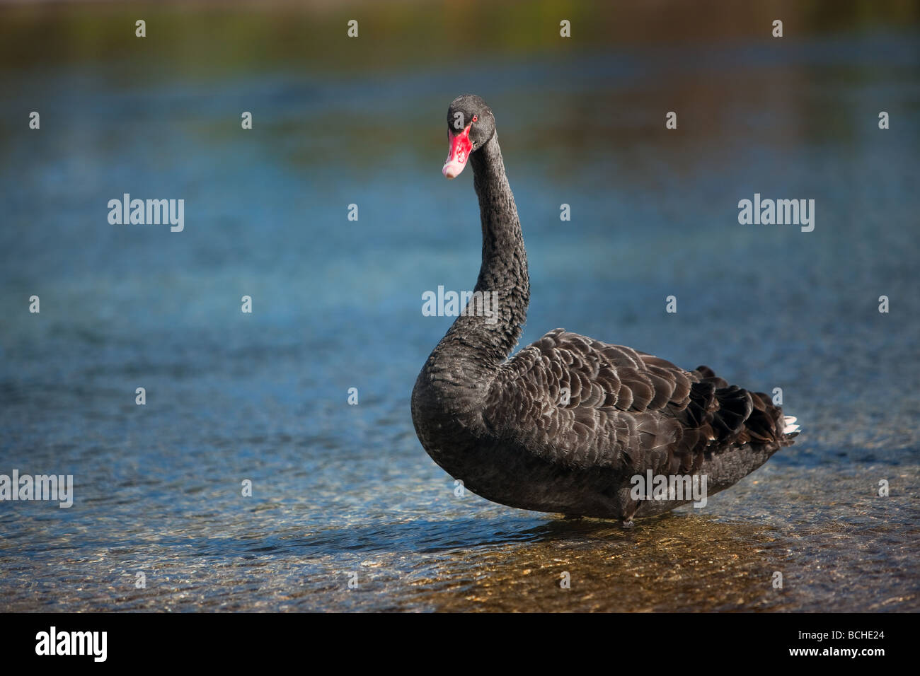 Black Swan at Lake Taupo, New Zealand Stock Photo - Alamy