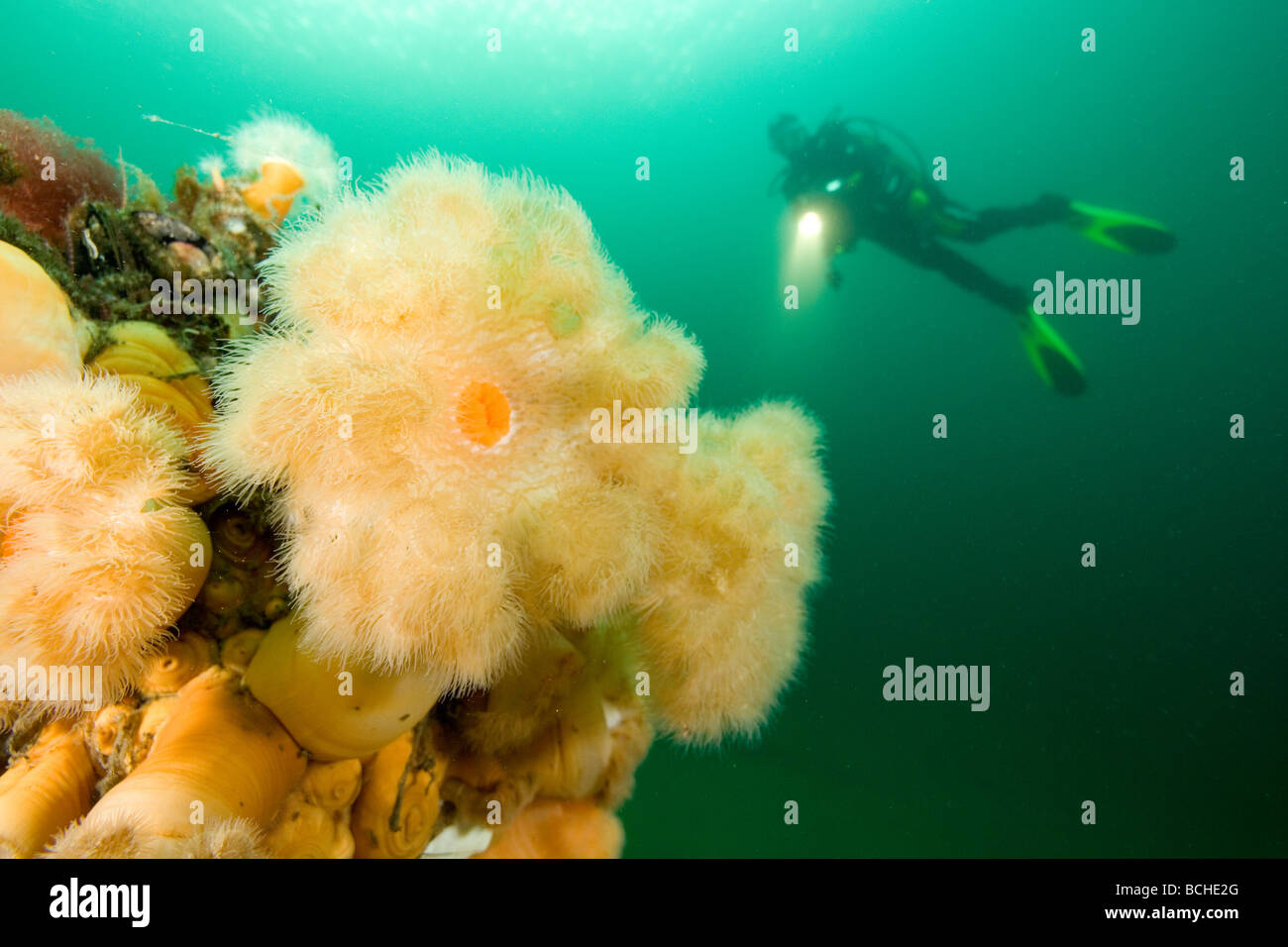 Scuba Diver with Plumose Anemone Metridium senils Stromsholmen Atlantic ...