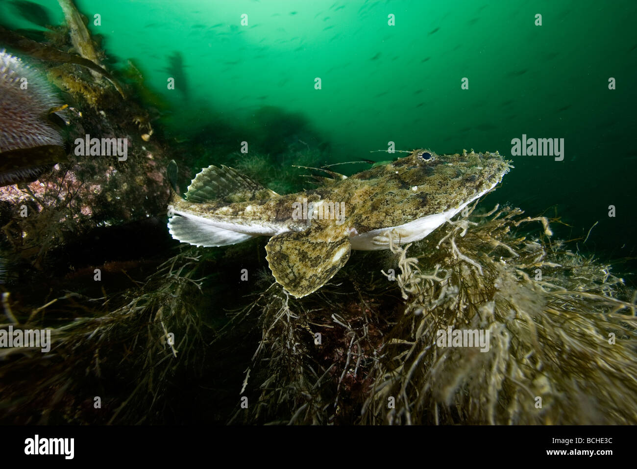 Anglerfish Monkfish Lophius piscatorius Stromsholmen Atlantic Ocean ...