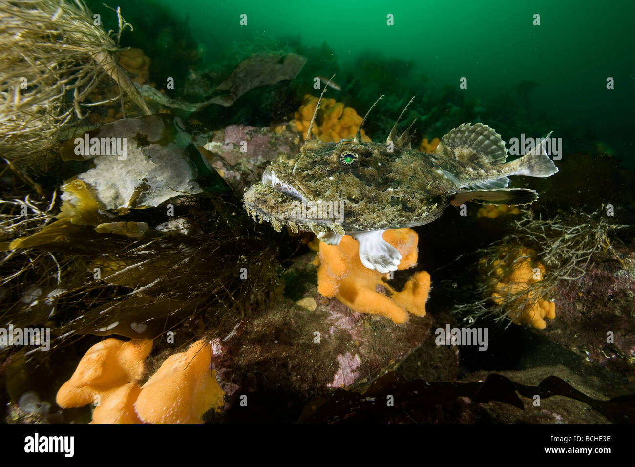 Anglerfish Monkfish Lophius piscatorius Stromsholmen Atlantic Ocean ...