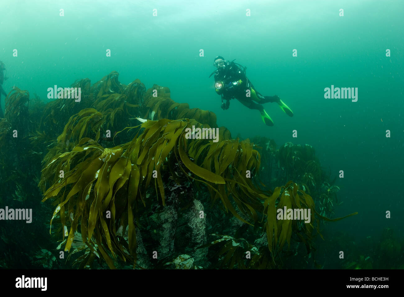 Scuba Diver over Kelp Laminaria Stromsholmen Atlantic Ocean Norway ...