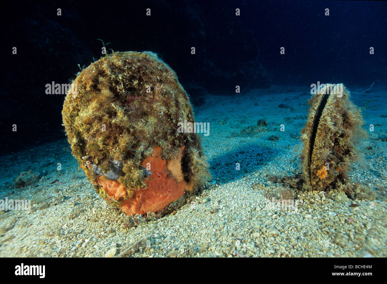 Pen shell hi-res stock photography and images - Alamy