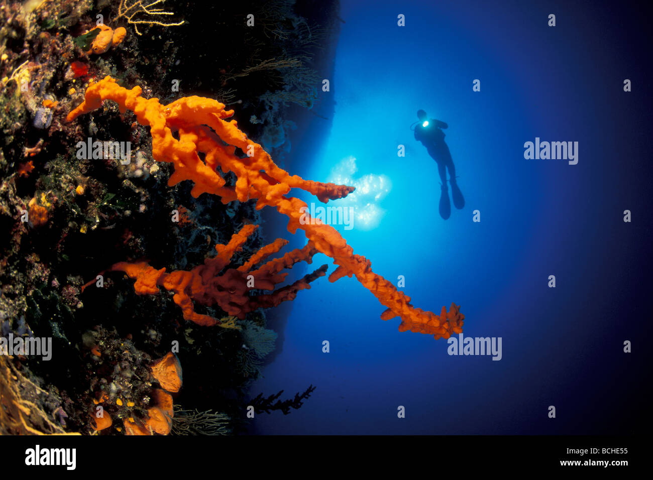Yellow Sponge and Scuba Diver Axinella cannabina Vela Luka Korcula ...