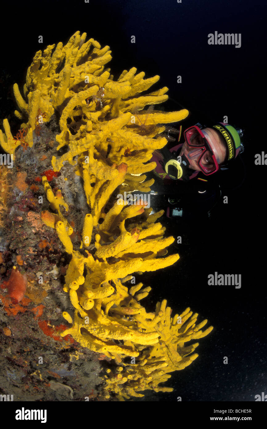 Scuba diver and Yellow Sponges Aplysina cavernicola Vela Luka Korcula ...