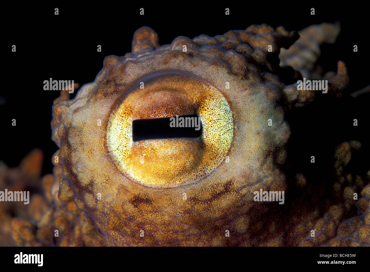 Adriatic octopus hi-res stock photography and images - Alamy