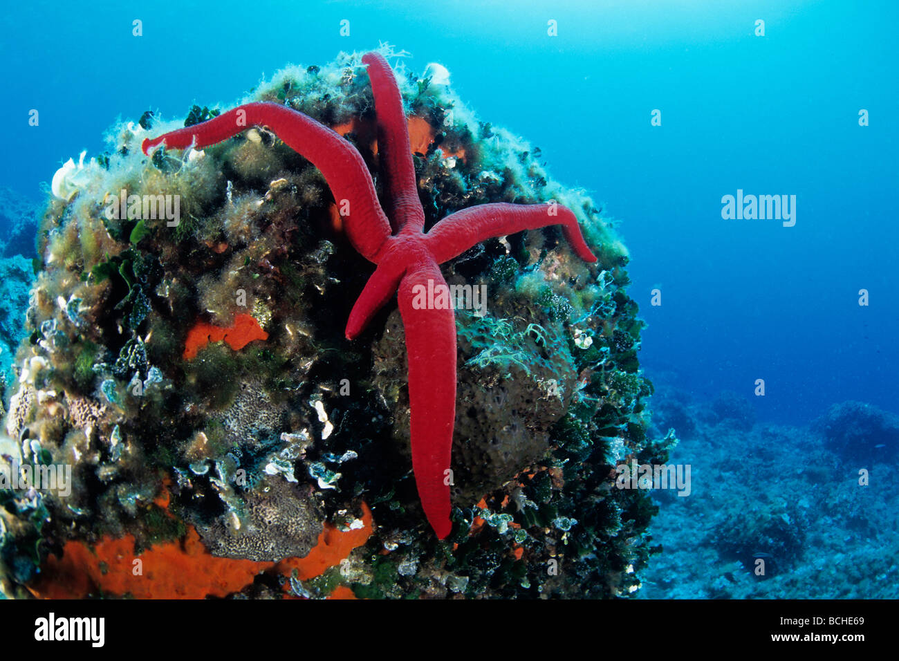 Starfish growing arm hi-res stock photography and images - Alamy