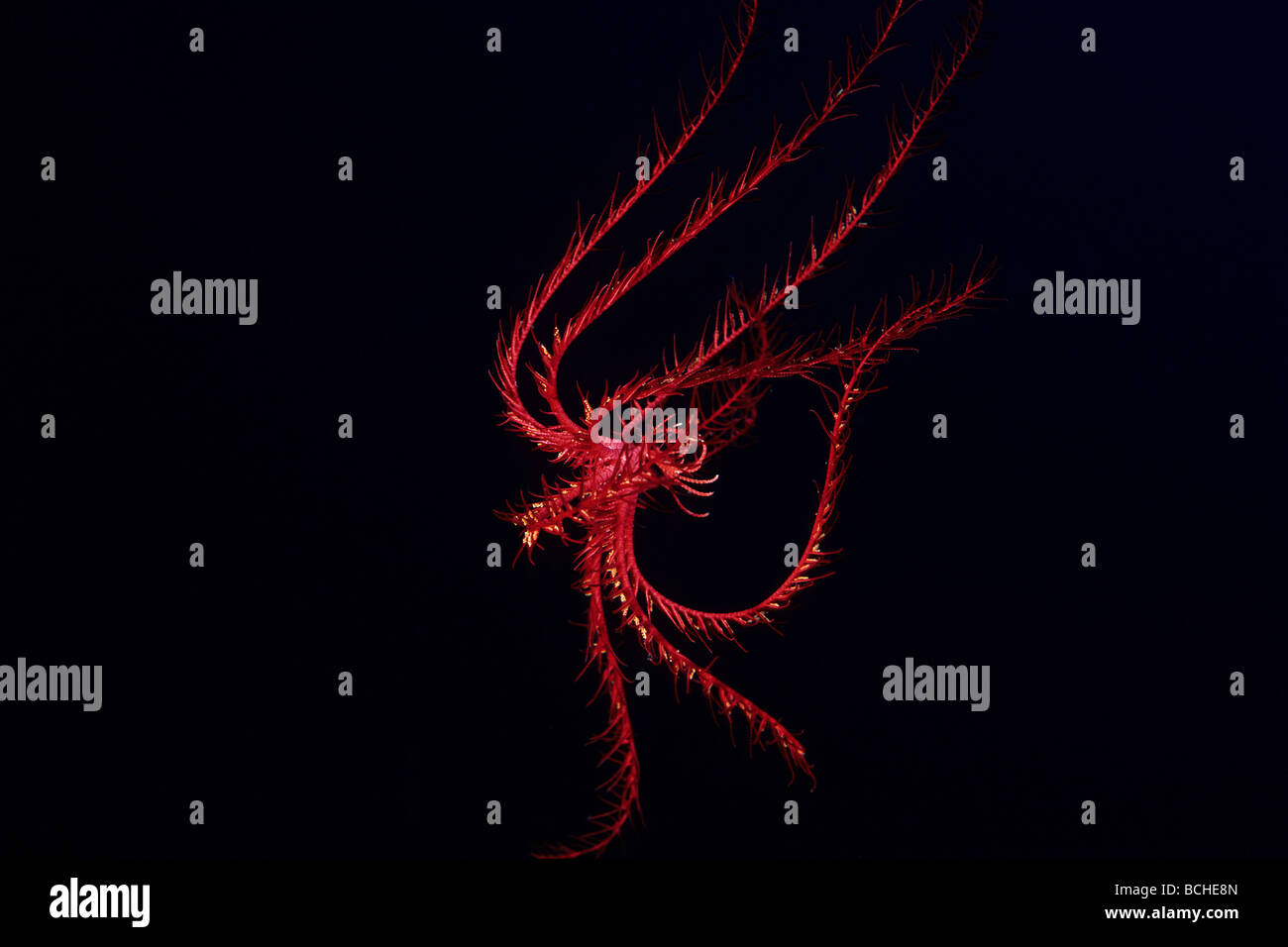 Red Crinoid Antedon mediterranea Ventotene Island Kampania ...