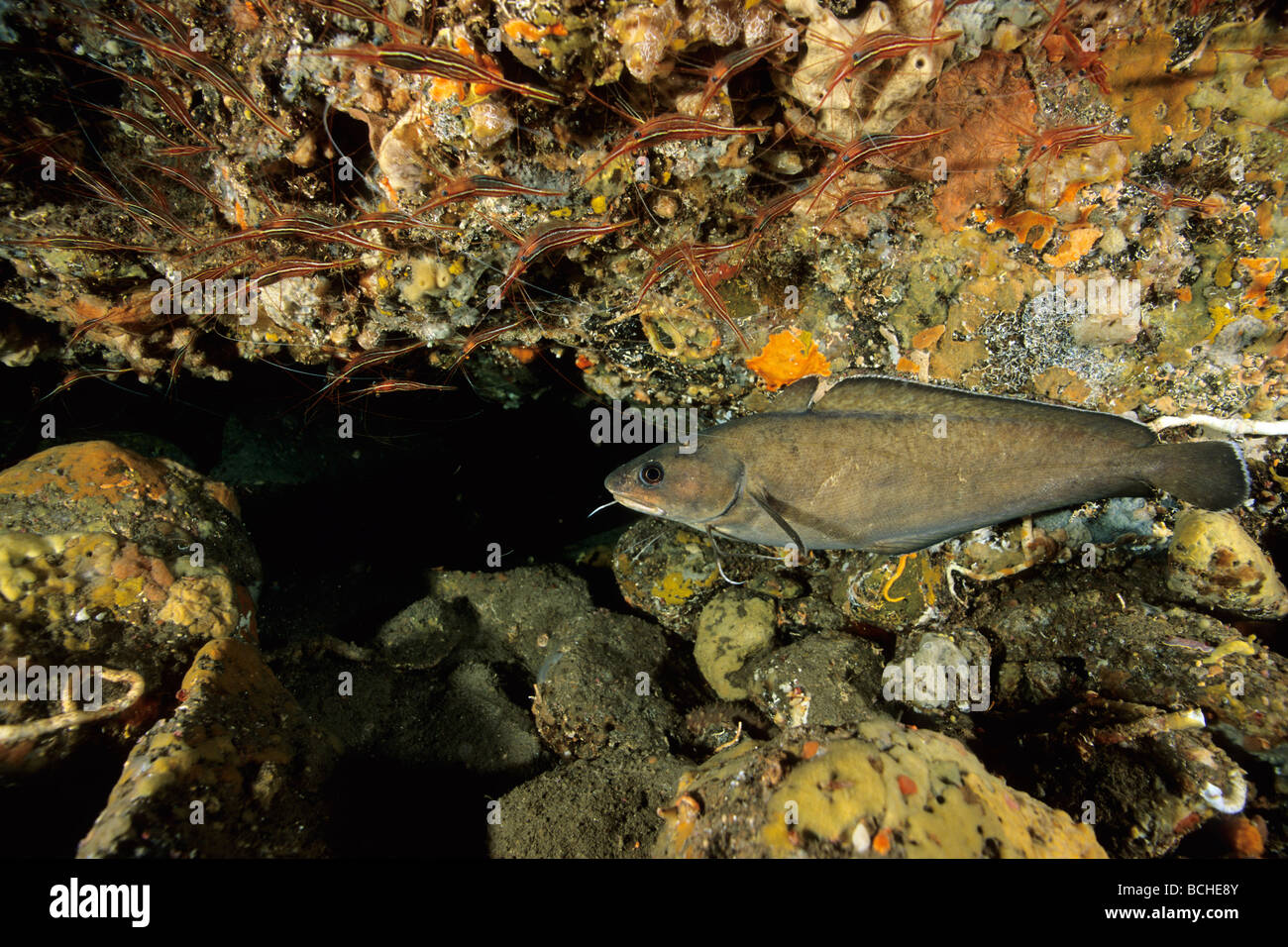 Forkbeard fish hi-res stock photography and images - Alamy