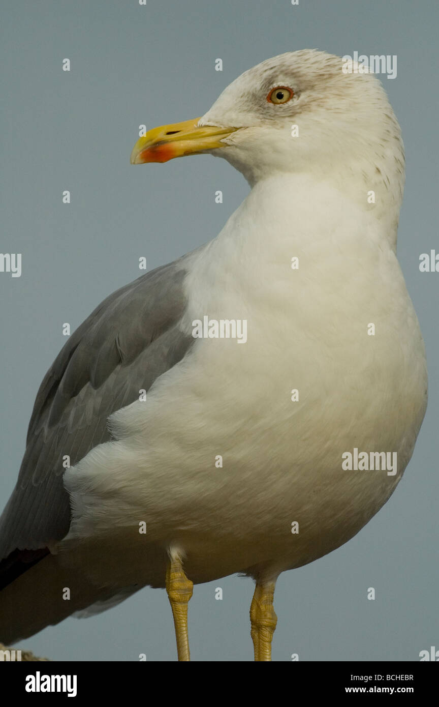 Yellow-legged Gull (Larus michahellis Stock Photo - Alamy