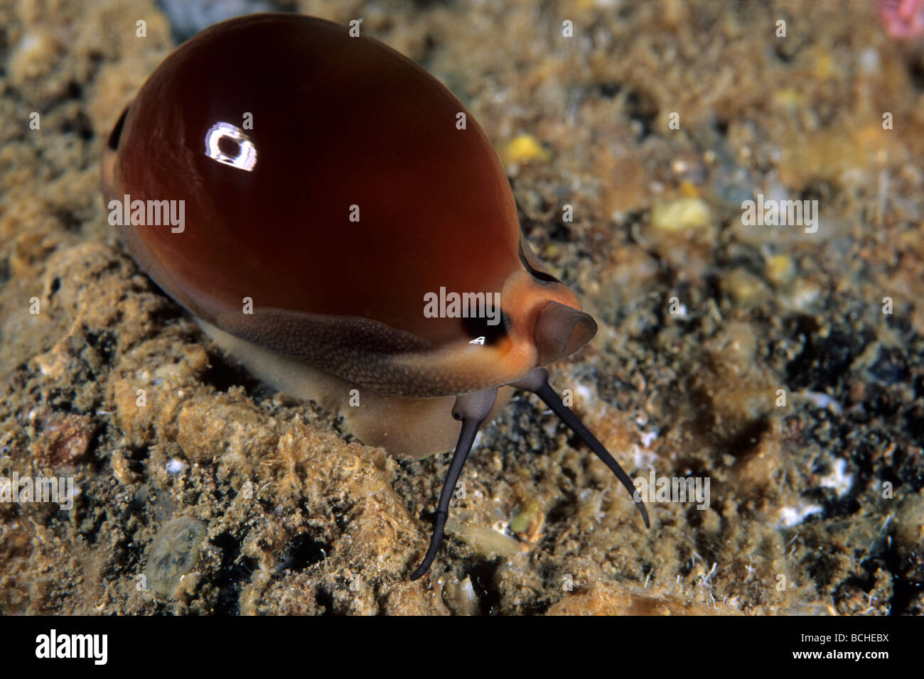Cowri hi-res stock photography and images - Alamy