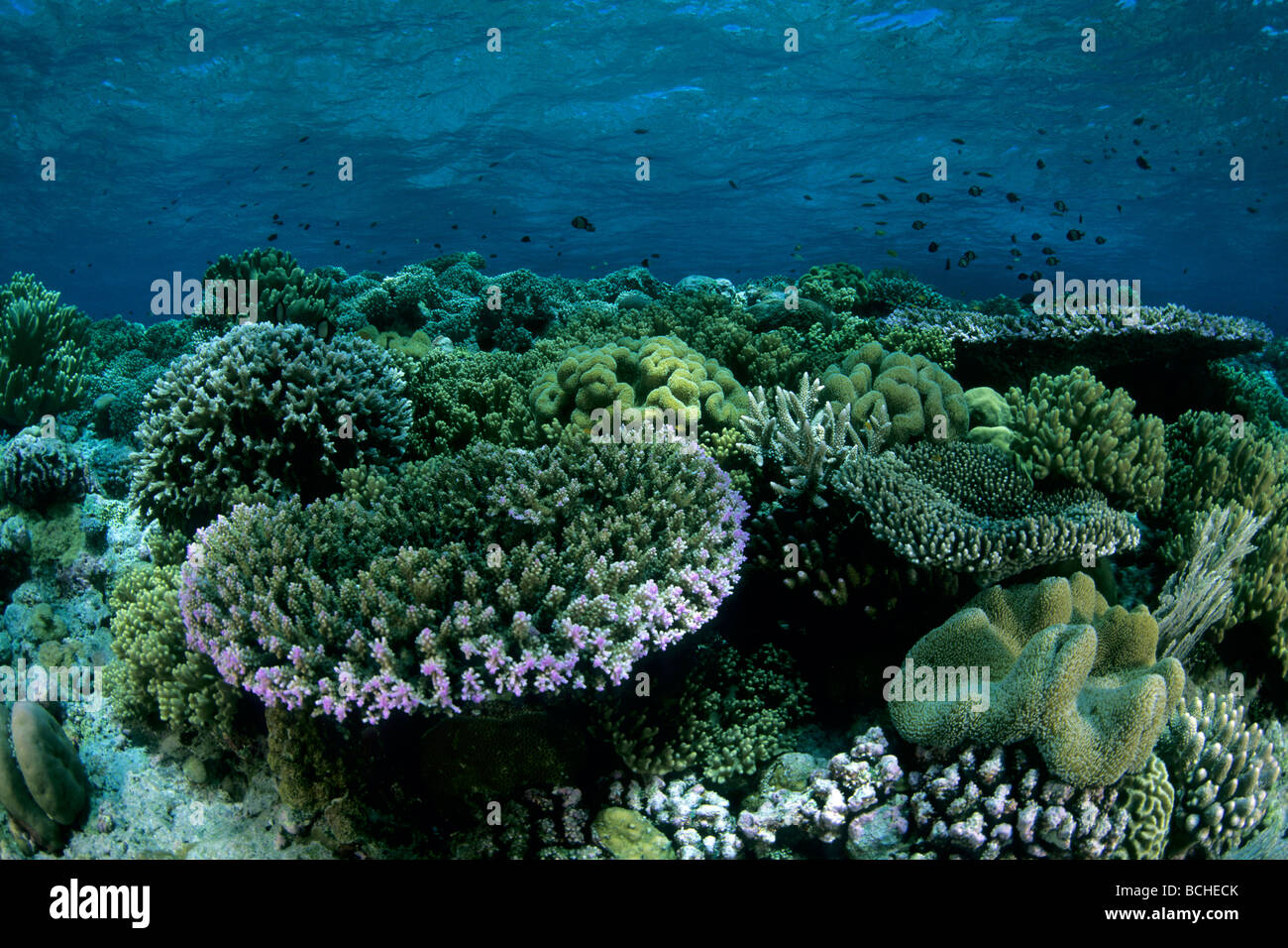Coral reef with hard corals hi-res stock photography and images - Alamy