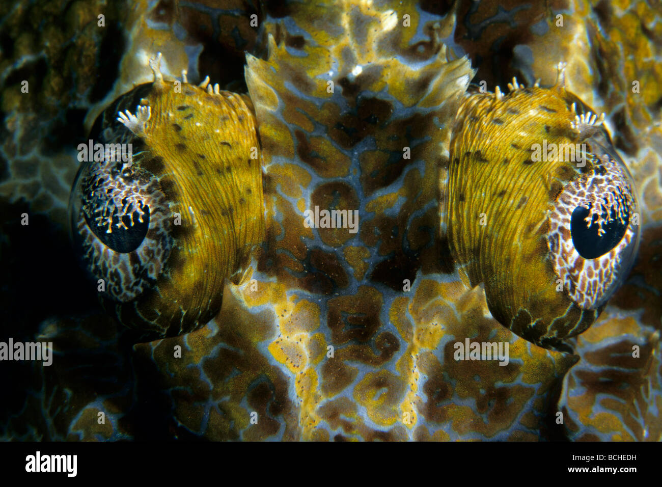 Eyes of Crocodile Fish Cymbacephalus beauforti Wakatobi Celebes Indo ...