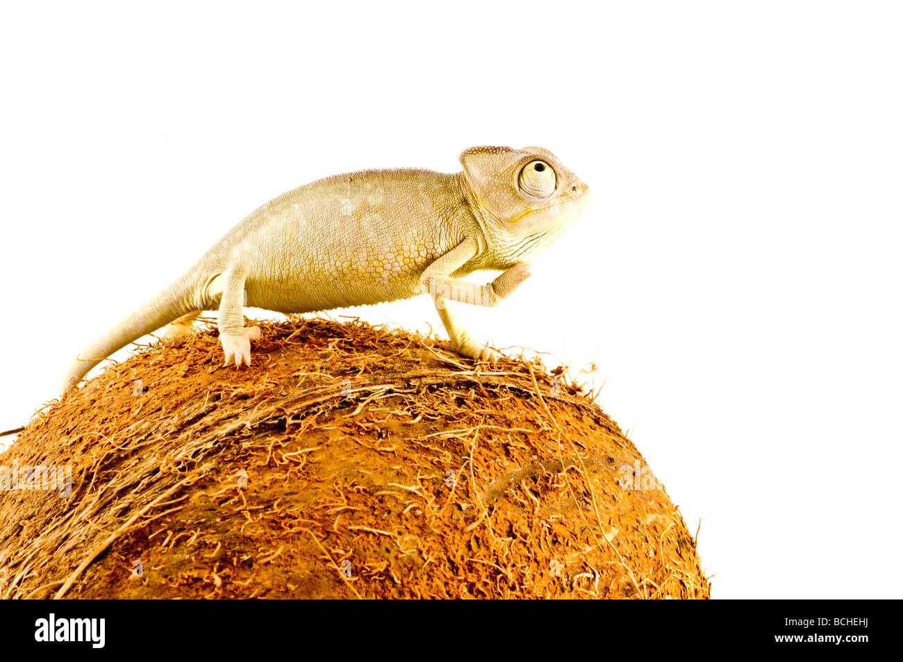 Small chameleon on a coco Stock Photo - Alamy