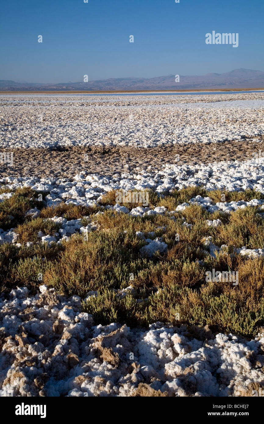 Cejar Ponds Atacama Salt Lake Atacama Desert Chile Stock Photo - Alamy
