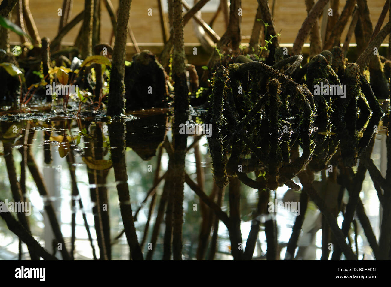 Rhizophora Racemosa Mangrove Stock Photo - Alamy