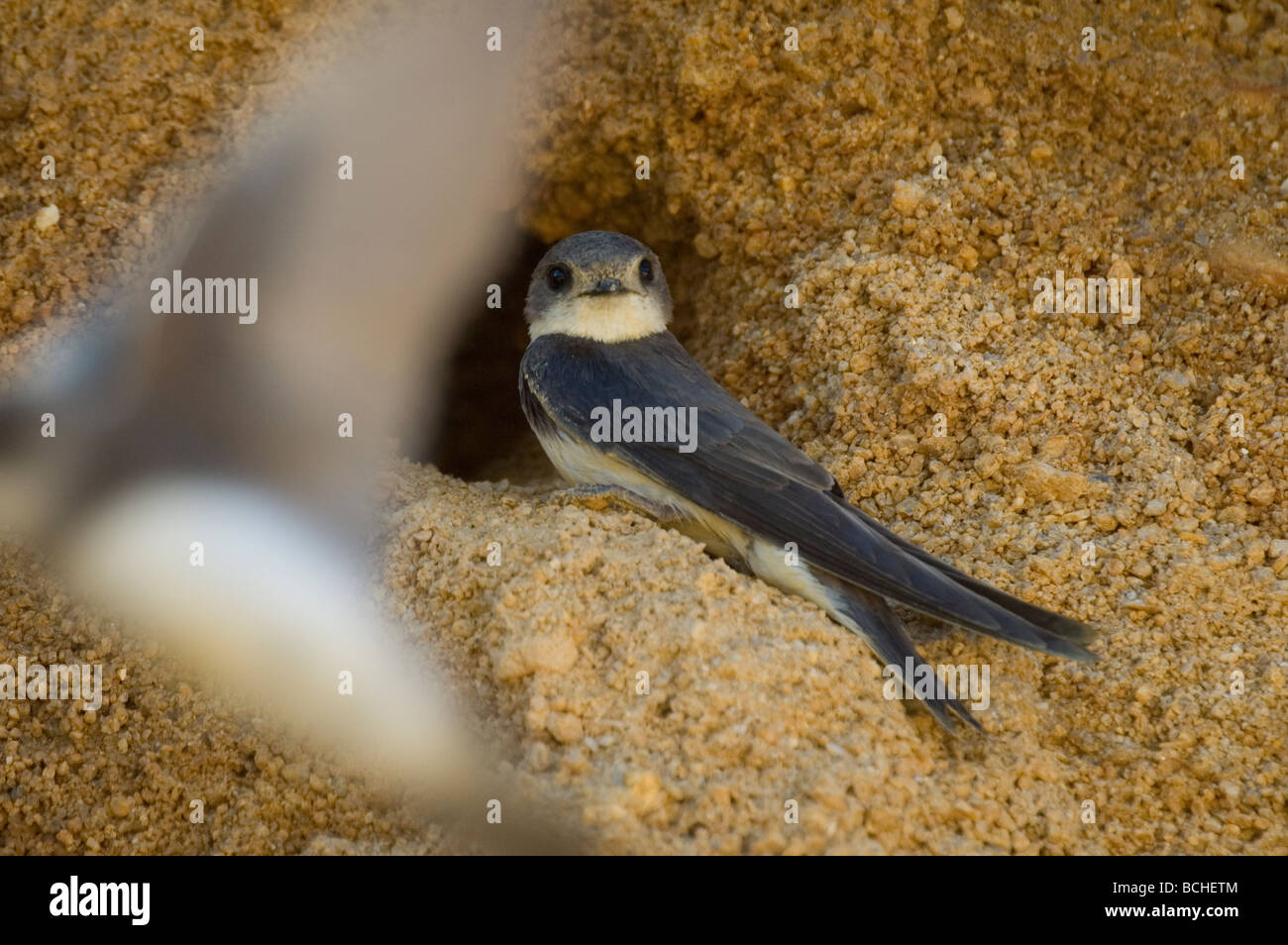 Sand Martin (Riparia riparia Stock Photo - Alamy