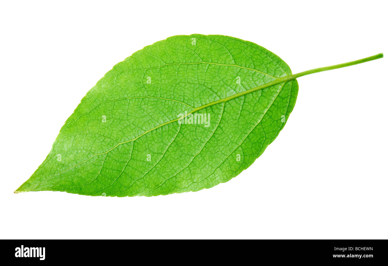 Single Green Leaf Rose Leaves Rose Leaves (Medium 7x5cm)