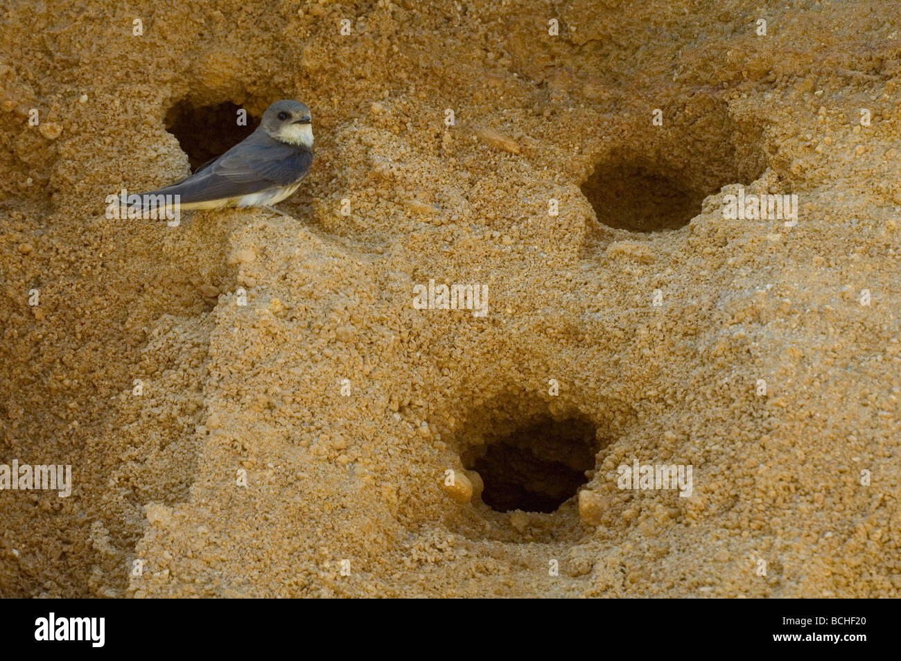 Sand martin nest hole hi-res stock photography and images - Alamy