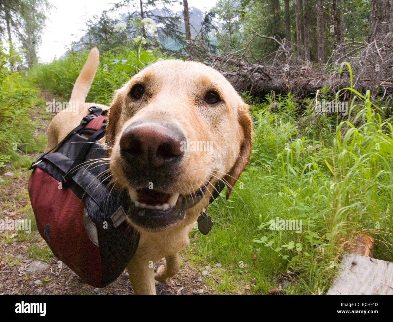 Yellow Lab hiking with people along Johnson Pass Trail on Kenai ...