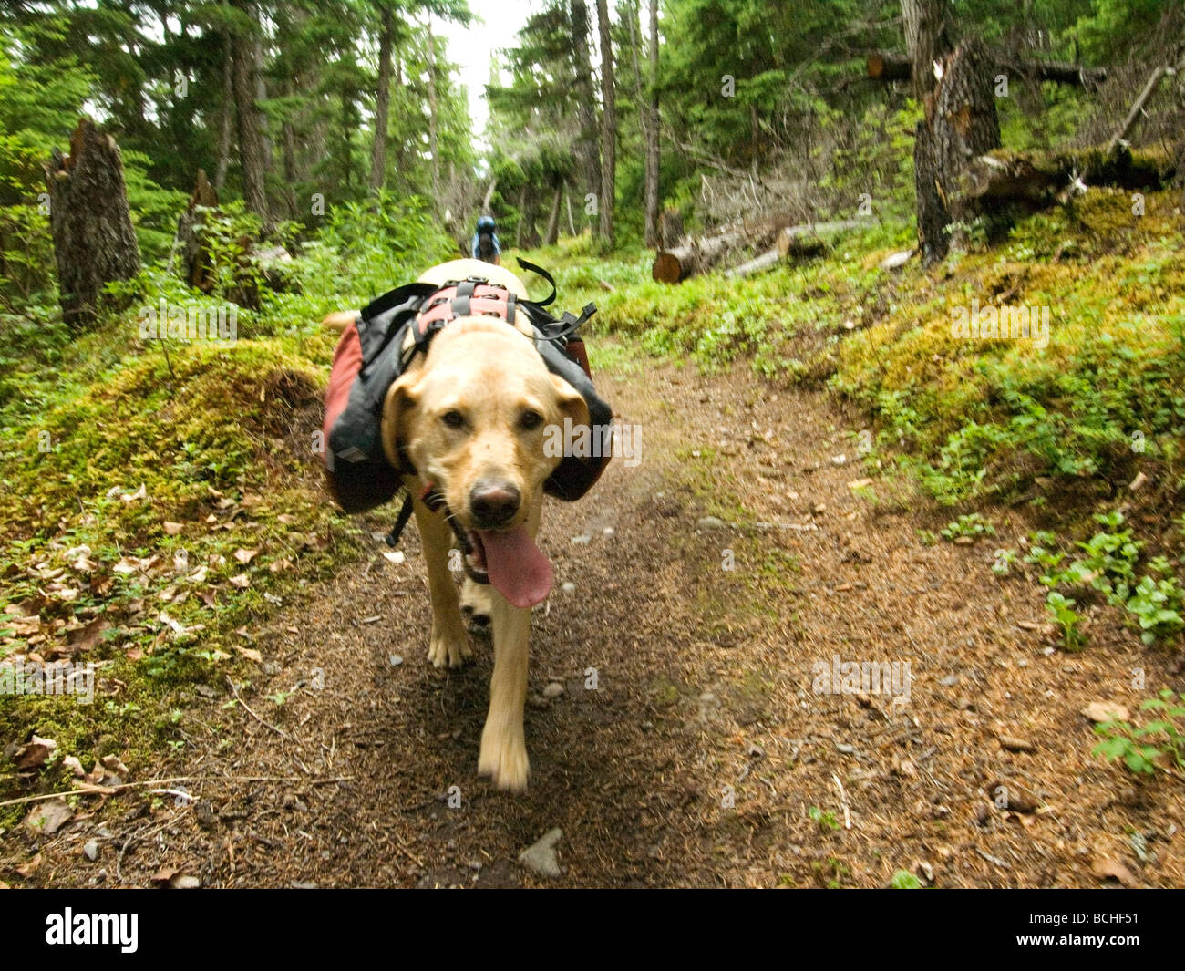 Yellow Lab hiking with people along Johnson Pass Trail on Kenai ...