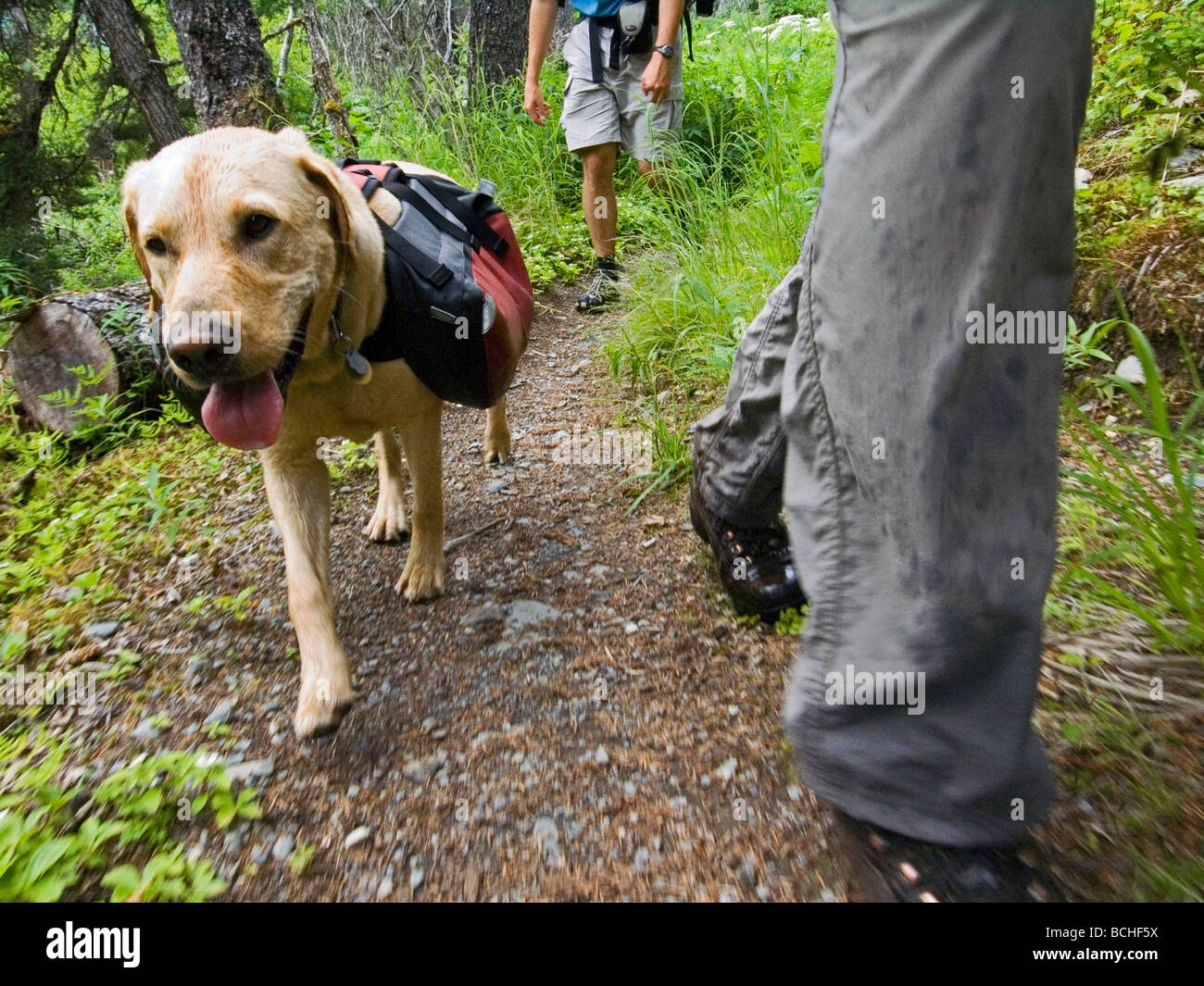 Yellow Lab hiking with people along Johnson Pass Trail on Kenai ...